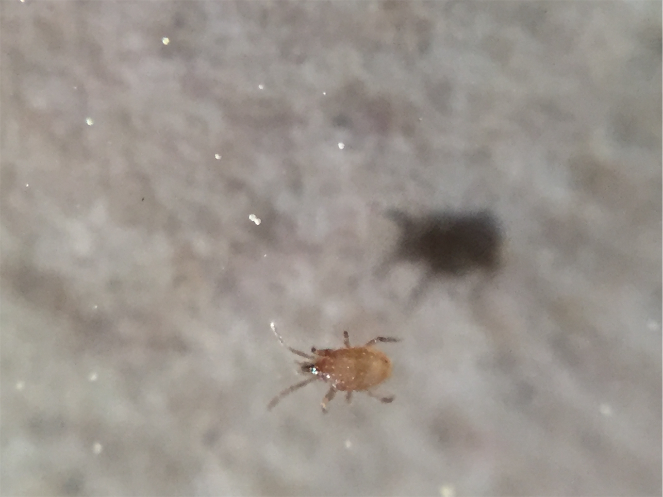 Spider Mites? or something else?