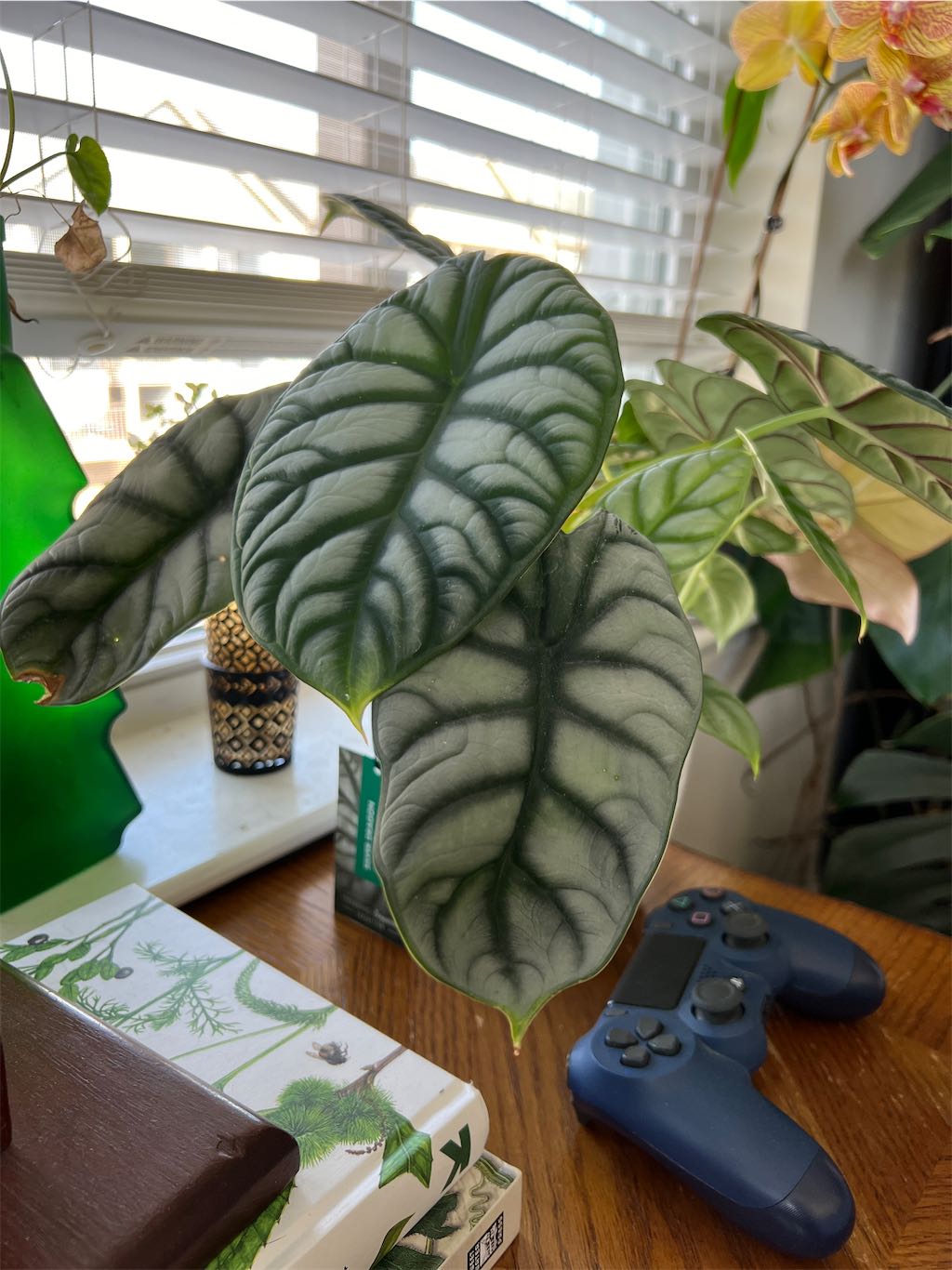 what is thus on my bew plant