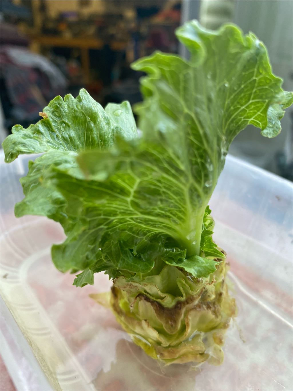 Regrow lettuce from stems experiment