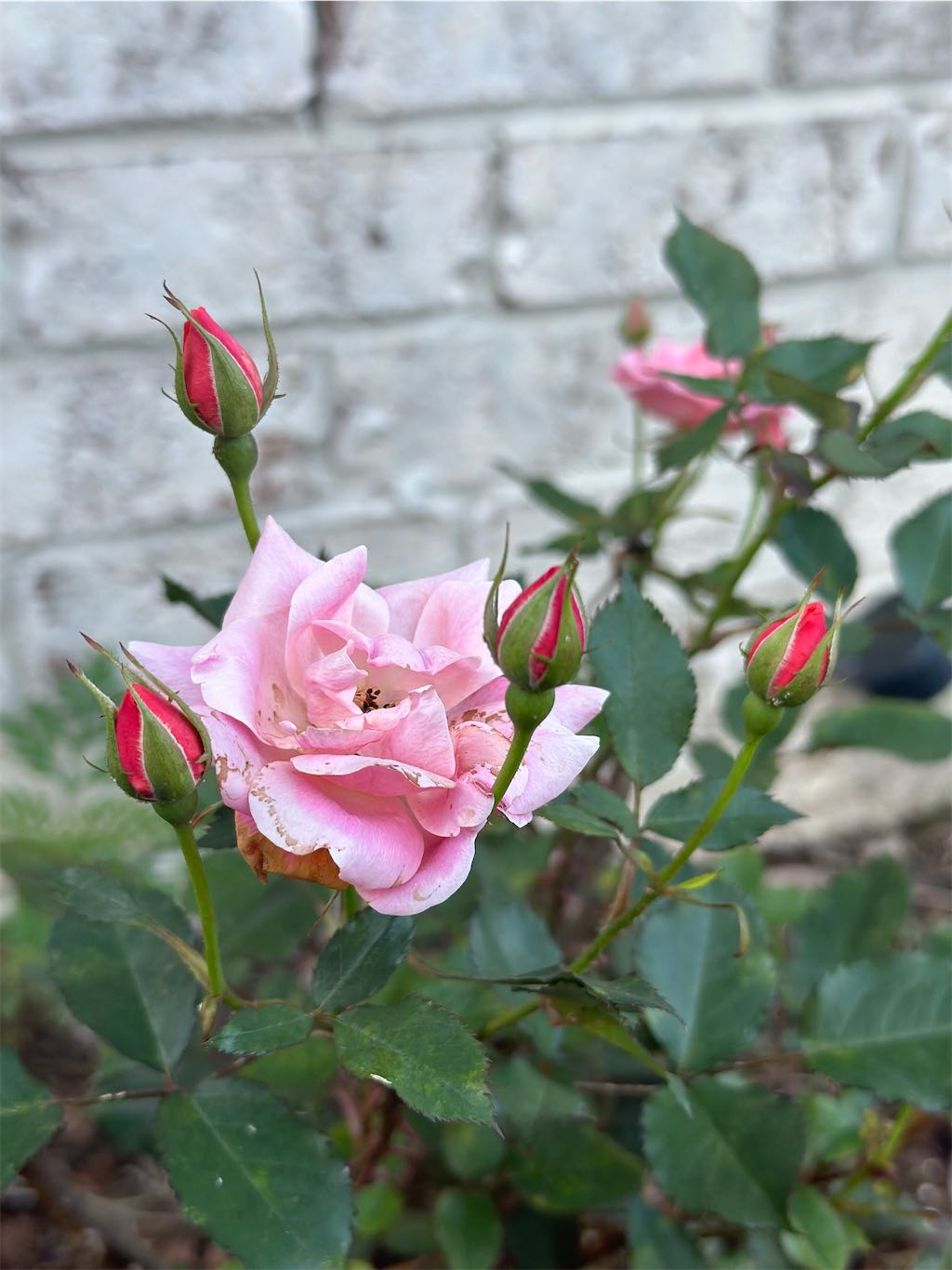 Obsessed with these roses