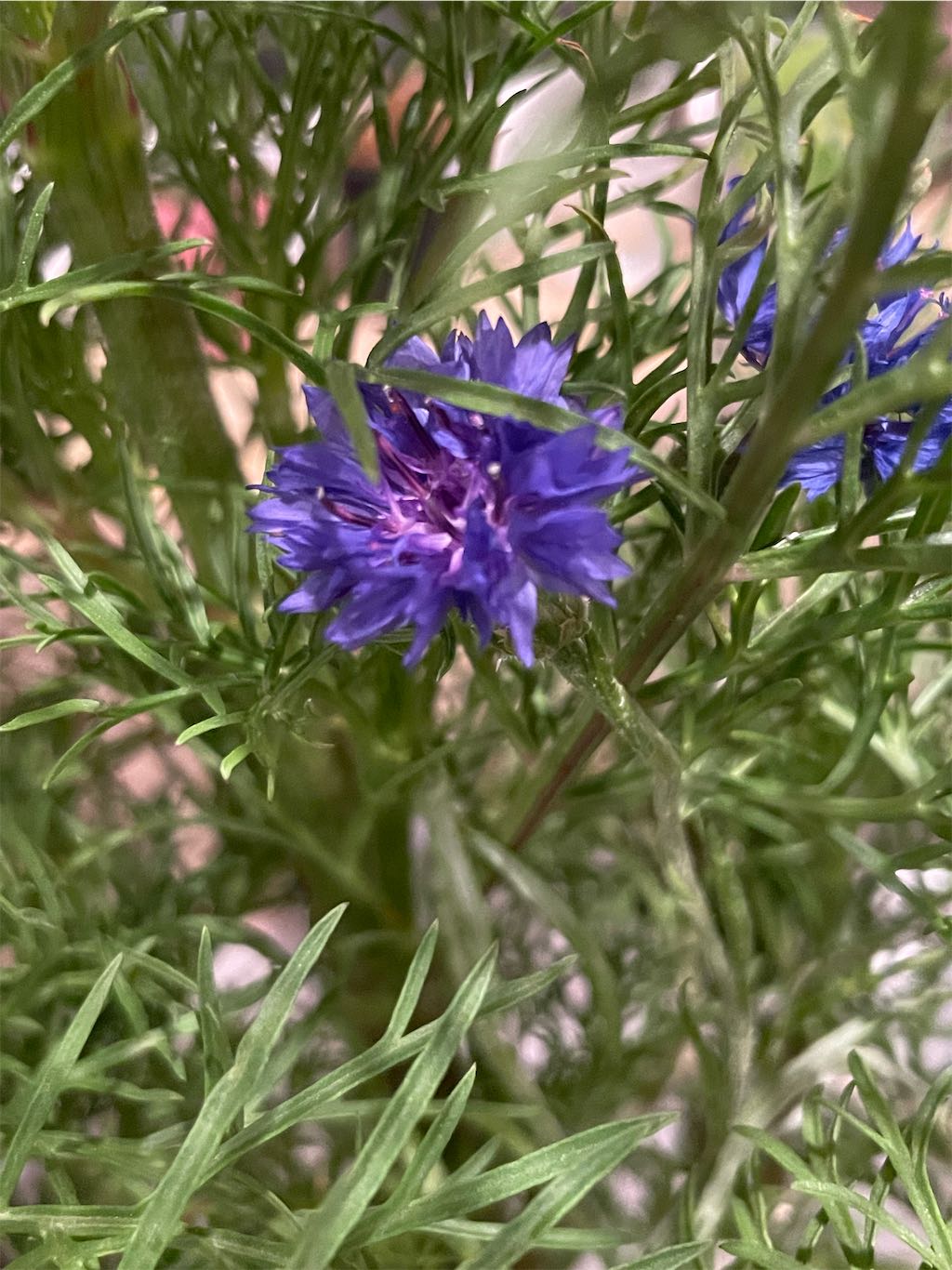 first flower!