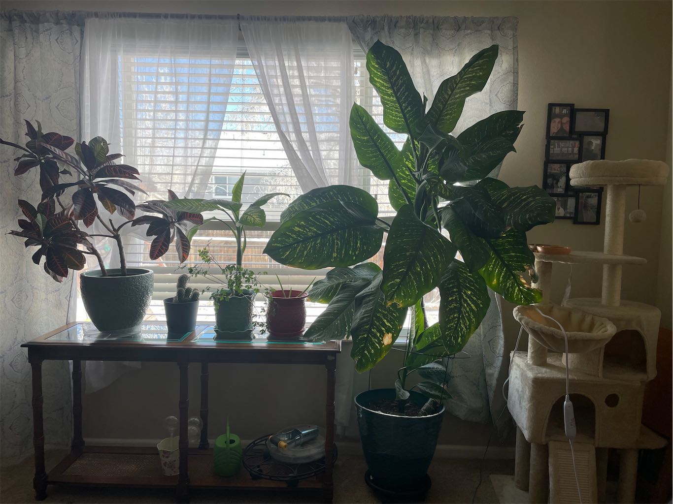 Dieffenbachia propagation time! Dieffenbachia propagation time!