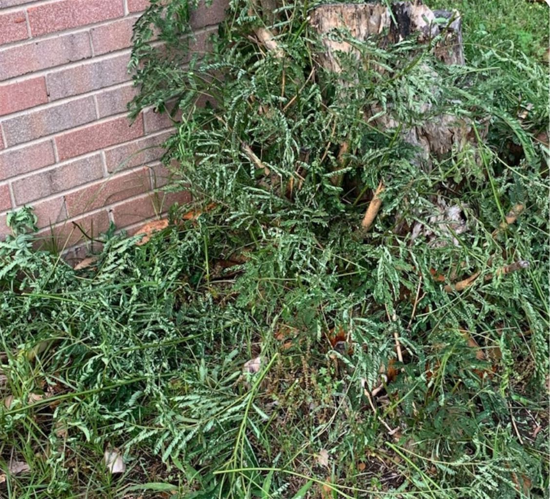 what is this fast growing weed?