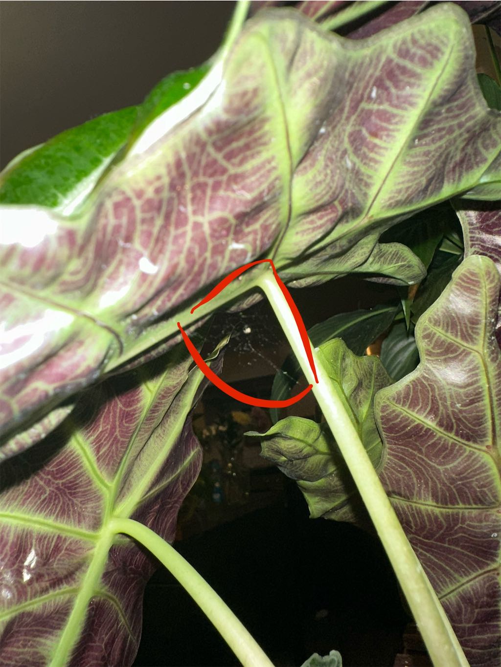 Spider Mites? or something else?